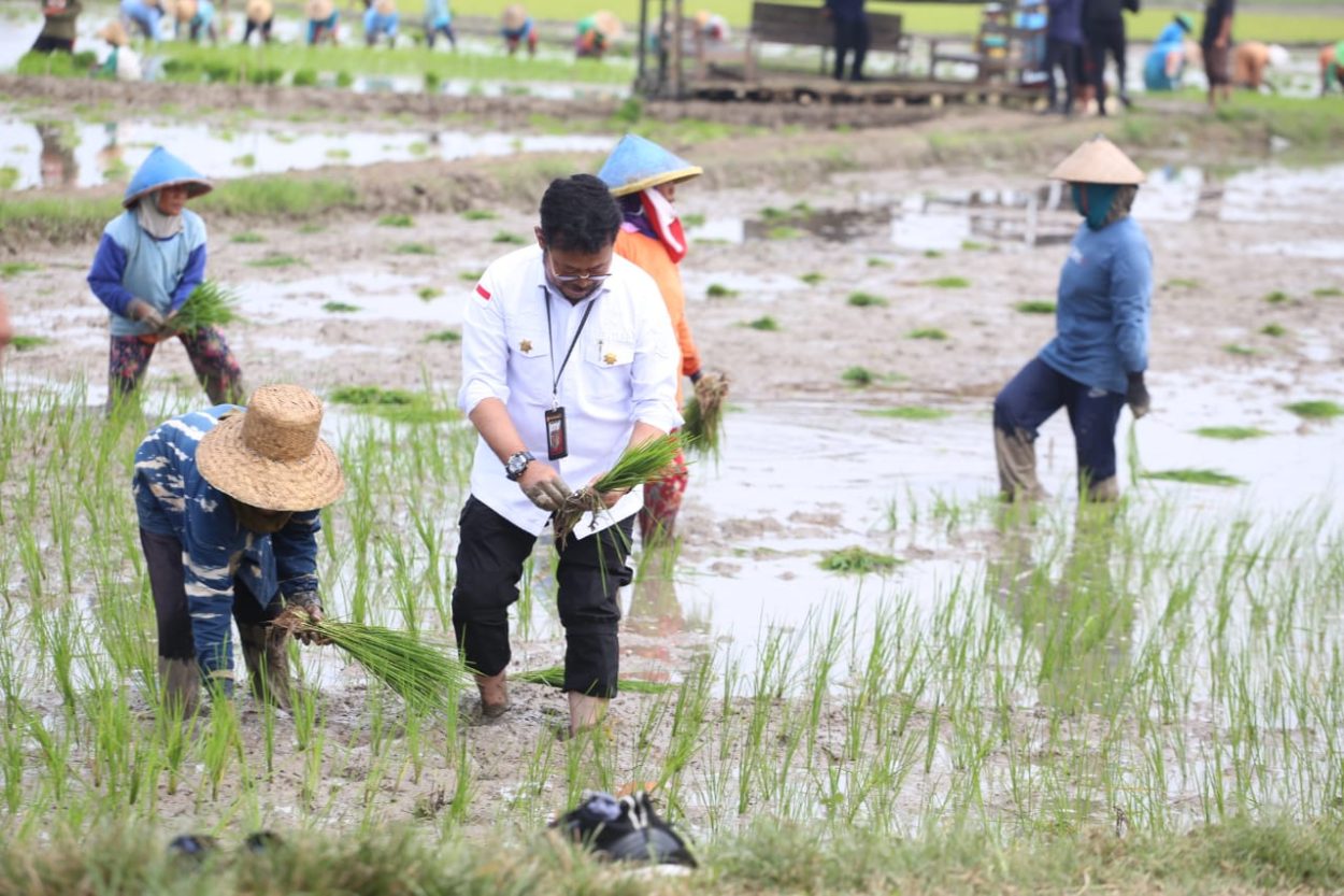 Antisipasi El Nino, Kementan Susun Berbagai Strategi - KeuanganOnline.id